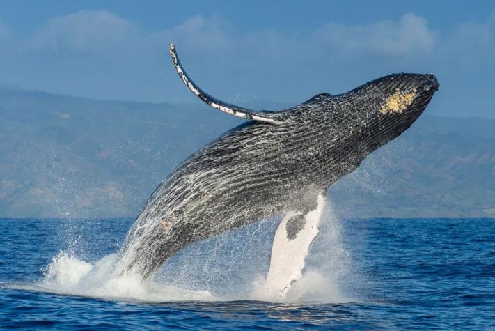 Misterio resuelto: descifran cómo las ballenas cantan bajo el agua